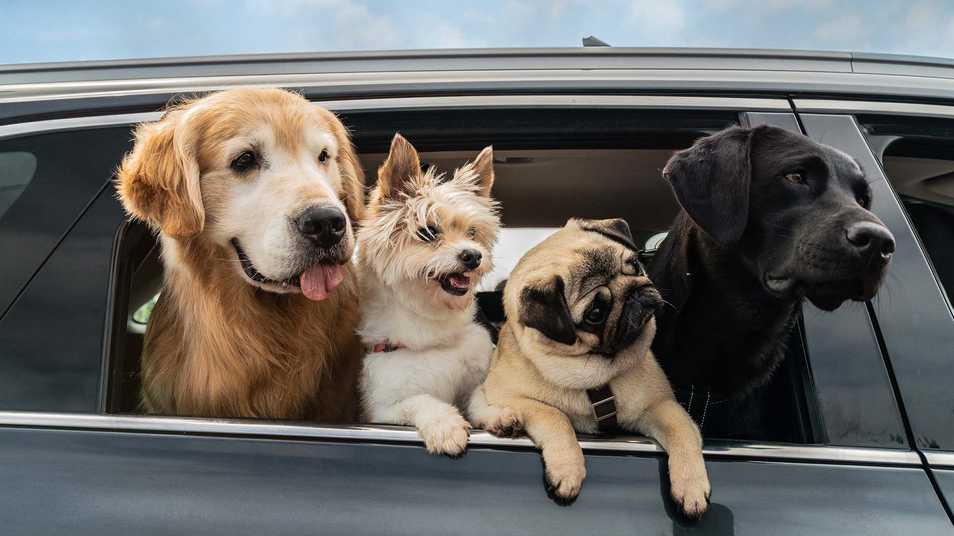 멍뭉이 | 영화 | 만나면 좋은 친구 MBC